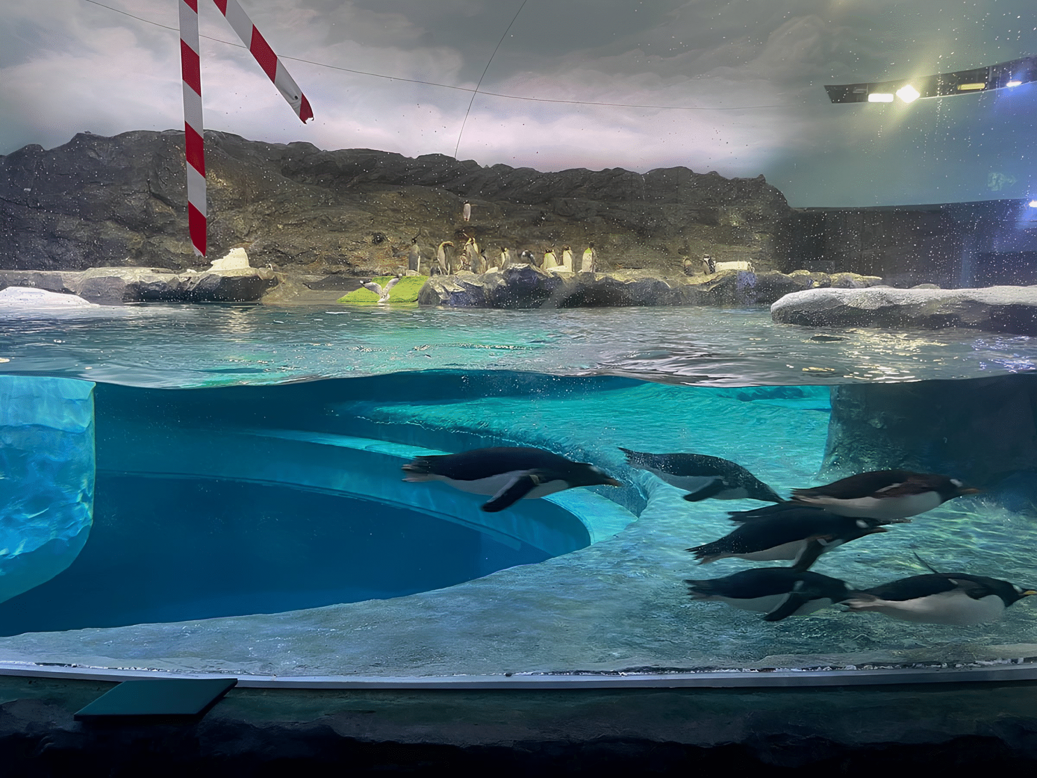 Mandai Wildlife Reserve – Rickard Engineering